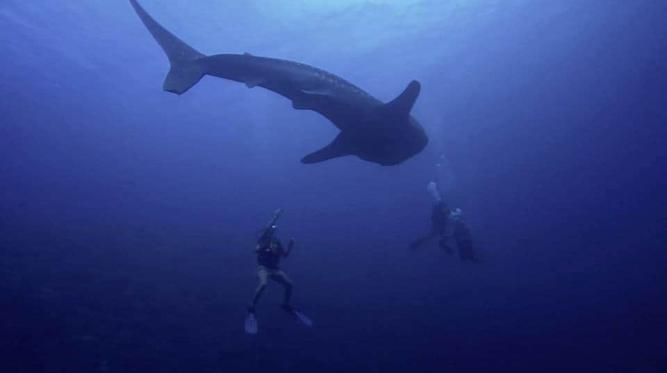 Tubbataha Reef Diving - Best Prices for Liveaboard Safari Tours